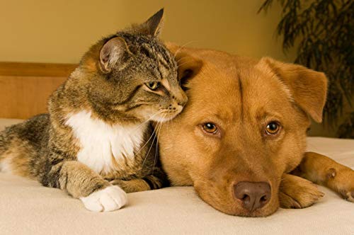 cat Hip and Joint Supplements - Pets Joint Support with Turmeric and MSM - Dogs and Cats - Premium Complex - cat glucosamine chondroitin - 1 Bottle (60 Tablets)