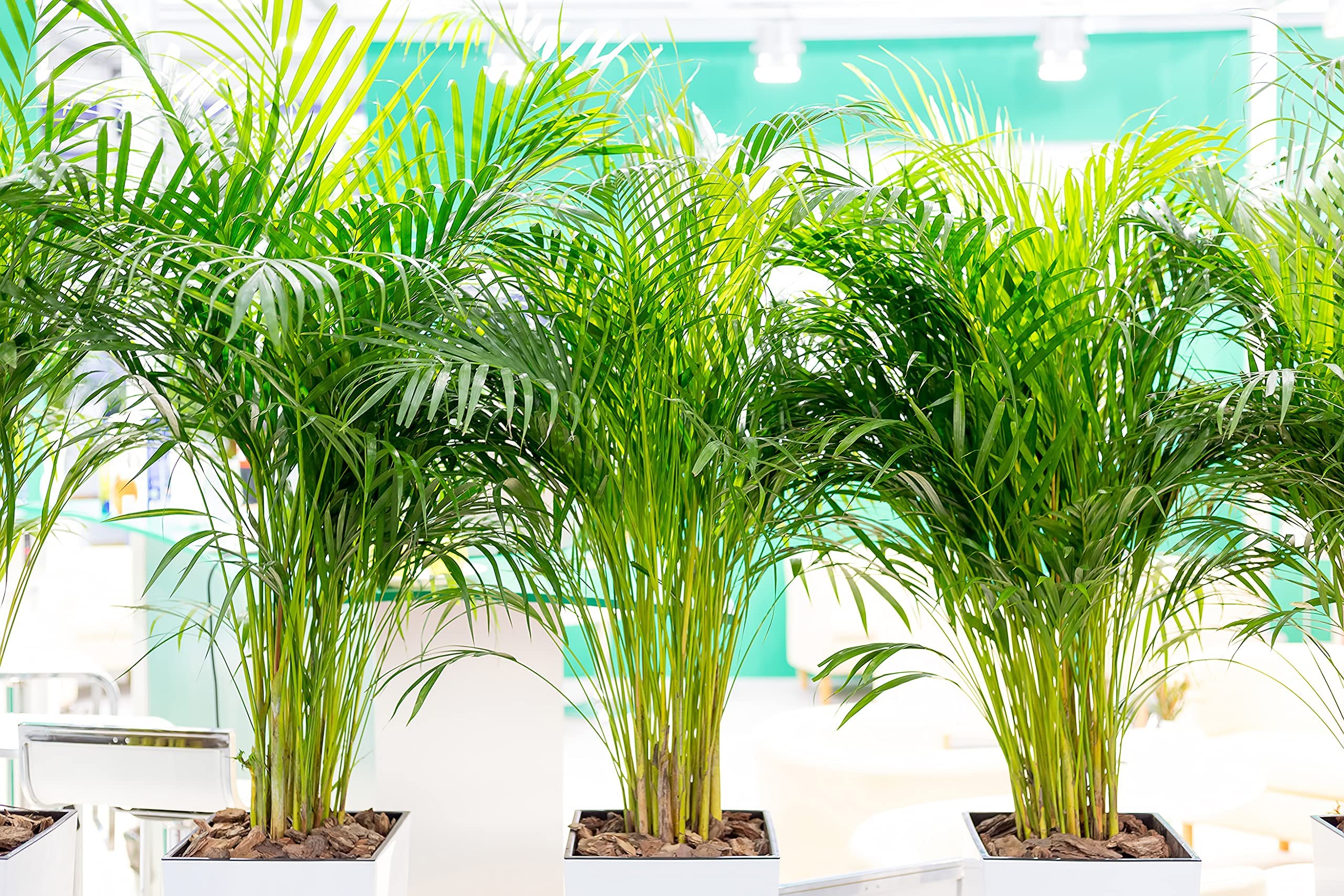 American Plant Exchange Areca Palm Tree, Graceful Indoor Houseplant, 6-Inch Pot, Bright Golden Canes, Air-Purifying Live Plant
