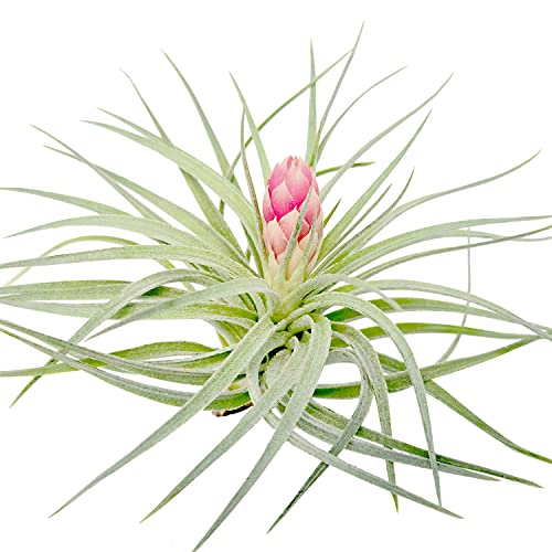 Large Air Plants - 1 Hybrid No. 1-4 to 6 Inch Air Plant - Color & Form Varies by Season - 30 Day Guarantee on Tillandsia from The Drunken Gnome (1, One Size 4-6")