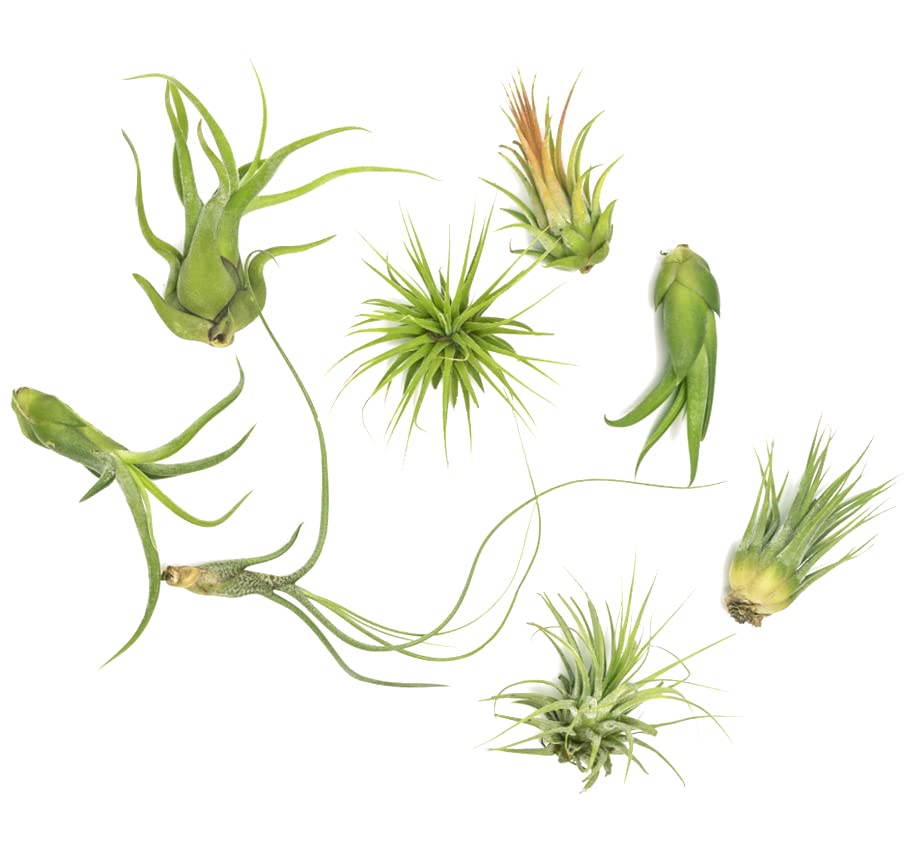 Air Plant Low Light House Plants Box (8PK) Tillandsia Air Plants Live Houseplants Live Indoor Plants Live Succulents Plants Live Terrarium Plants Live, Air Plant Holder Airplant Kit by Plants for Pets