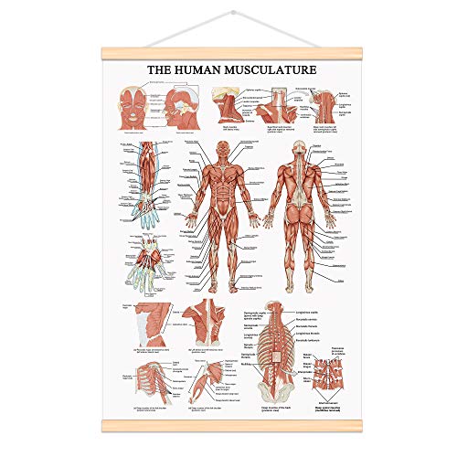 WEROUTE The Human Muscular System Chart Hanging Scroll Frame Canvas Print Human Anatomical Poster (16.5 x25)