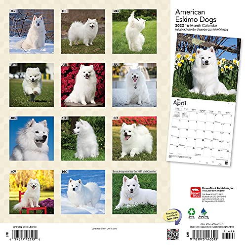 American Eskimo Dogs 2022 12 x 12 Inch Monthly Square Wall Calendar, Animals Dog Breeds DogDays