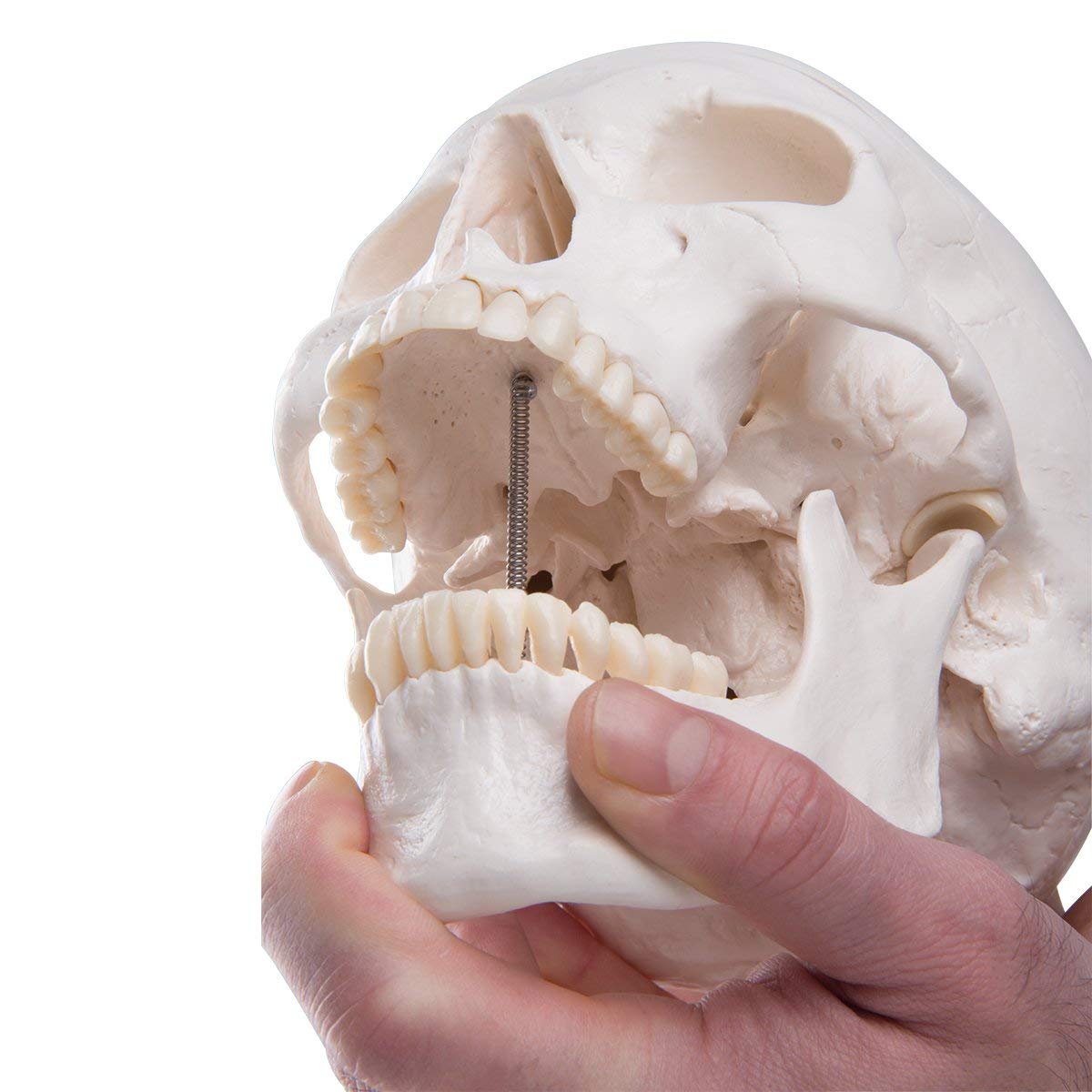 EUDDOO Human Skull Anatomical Model, Life Size Replica Adult Human Anatomy Head Model with Removable Skull Cap and Articulated Mandible, Labeled Diagram Poster Included