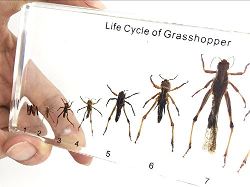Lifecycle of a Locust(Grasshoppeer) Paperweights Specimen for Science Education Paperweight for Book for Office for Desk