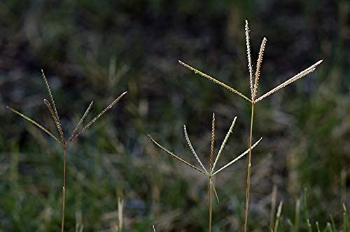 Common Bermudagrass (1 LB)
