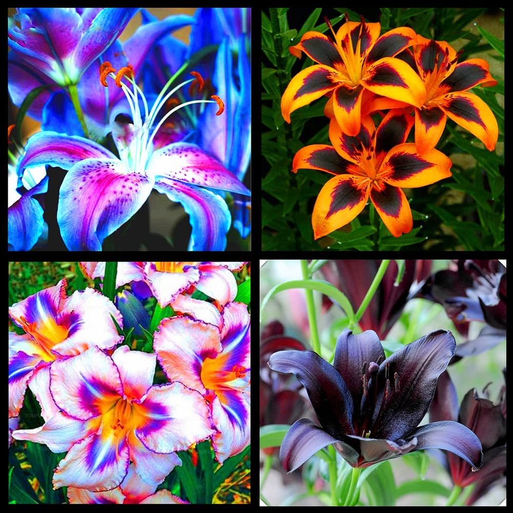 Adatto Per piantare bulbi di Giglio、Fiori Profumati、Fiori recisi squisiti e piante Verdi Vive-2.Bulbi