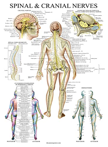 Palace Learning Muscular System & Spinal Nerves Anatomical Poster Set - LAMINATED - 2 Poster Set - Muscle and Spinal Nerves Anatomy Chart Set 18" x 24" (Muscle/Spine)