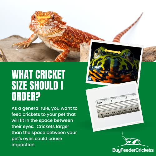 BuyFeederCrickets 1000 Live Acheta Crickets (Large (1"))