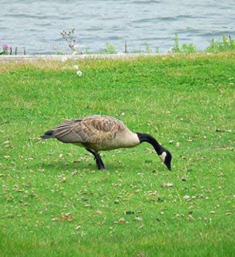 Away With Geese Light