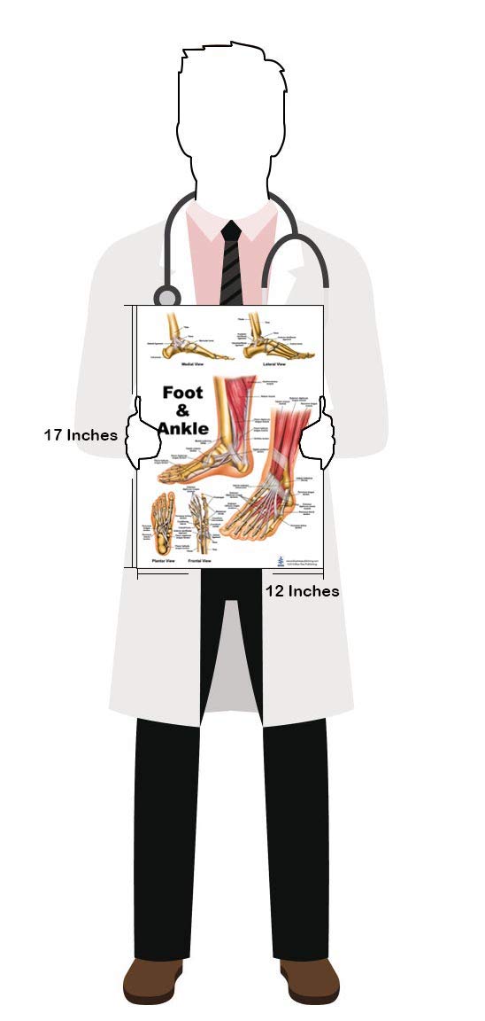 Foot and Ankle, Hand and Wrist, Shoulder and Elbow, Hip and Knee Anatomical Poster Set, size 12Wx17T