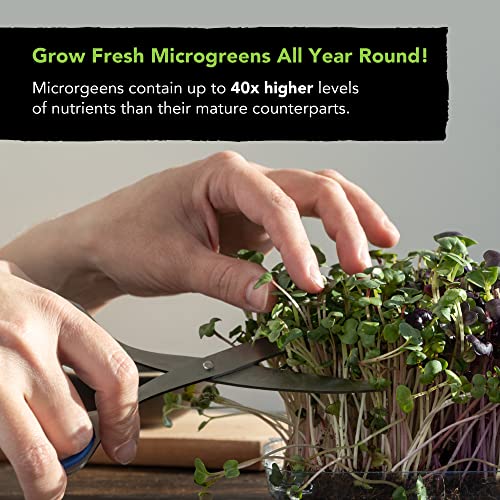 Microgreens Seeds Kit β Micro Greens Sprout Seeds Variety 5 Pack β Includes Broccoli, Beets, Arugula, Spicy and Mild Mix Microgreen Seeds for Planting and Sprouting Indoor β 100% Non-GMO