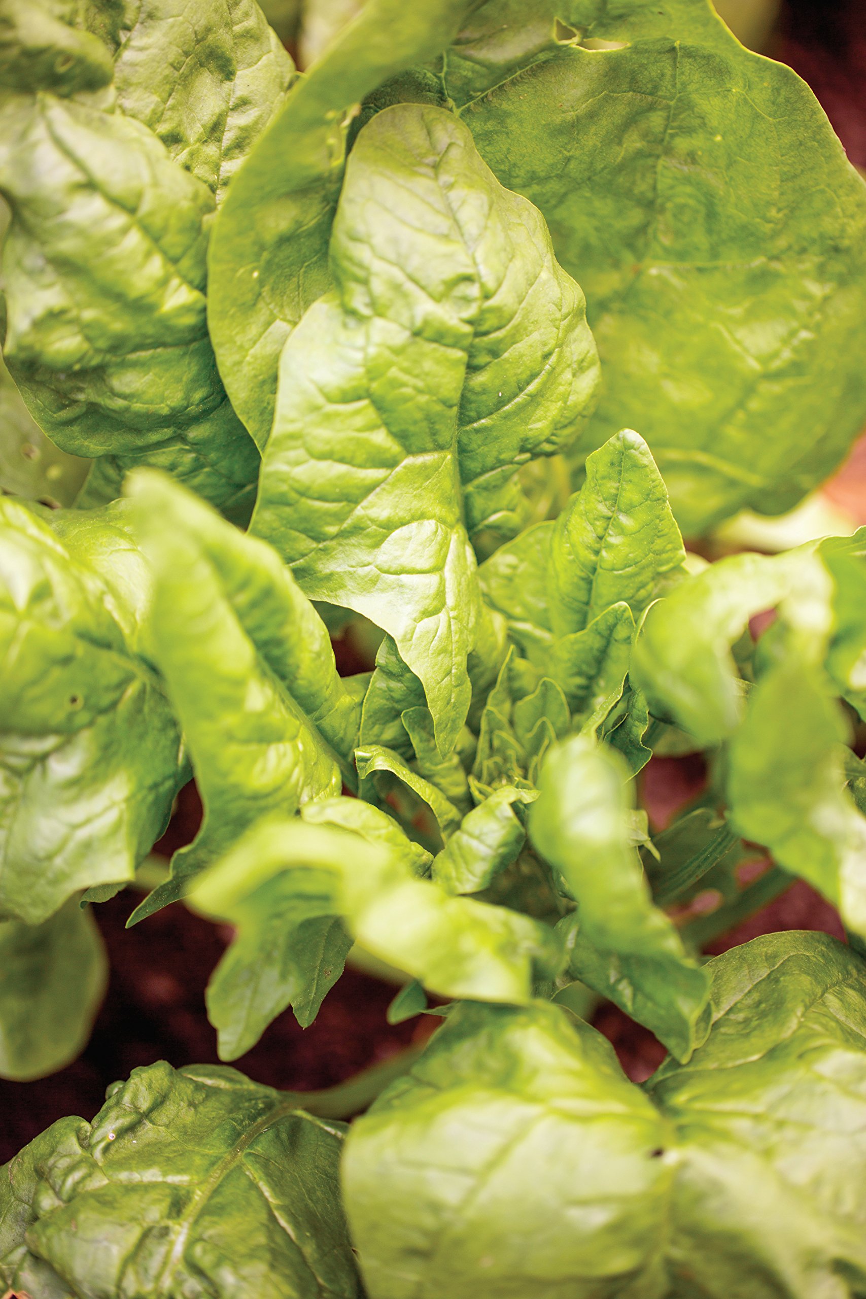 Burpee Double Take Spinach Seeds 200 seeds