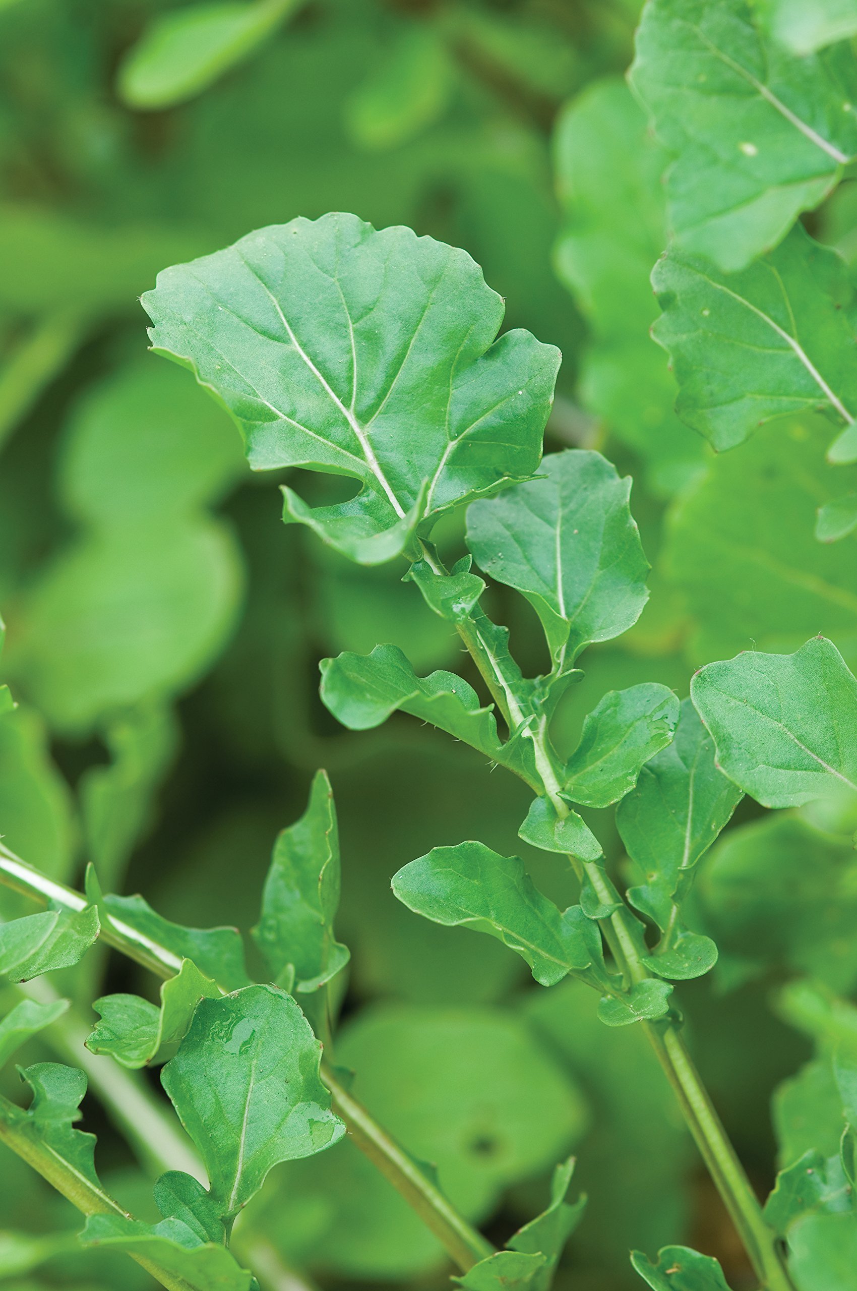 Burpee Rocket Arugula Seeds 2000 seeds