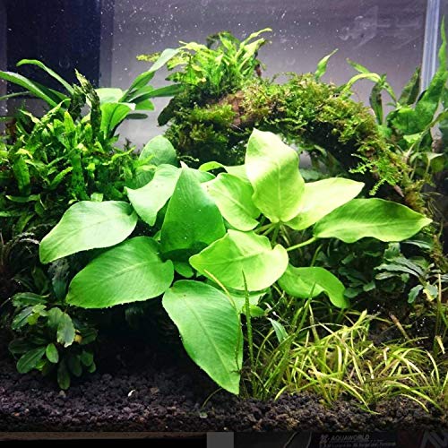 Planterest β Anubias Nana Golden Potted Easy Live Aquarium Plant Decorations BUY2GET1FREE