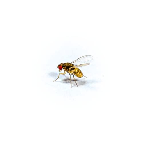Creation Cultivated - Drosophila Melanogaster (Flightless Fruit Fly Culture 32oz Cup) / Live Insects for Jumping Spiders, Praying Mantis, Geckos, Lizards, Dart Frog Food