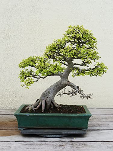 Bamboo Bonsai Plant Potting Soil Mix Peat Moss & Perlite (½ Gallon / 2 quarts). Repot Ficus, Lucky Bamboo Soil