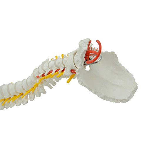 MonMed Life Size Vertebral Column Model with Spinal Nerves, Skull Base, and Pelvis β Flexible Spine Model with Stand