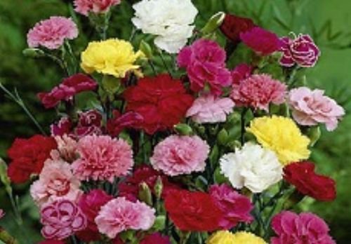 50 Semi Grenadine Doppio Misto Carnation