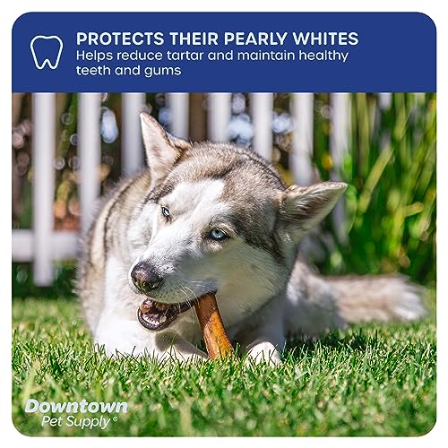 Downtown Pet Supply 6 inch Bully Sticks for Large Dogs, 5 Pack of Jumbo Extra Thick Treats for Aggressive Chewers, Single Ingredient, Rawhide-Free Long Lasting Dental Chews for Big and Medium Dogs