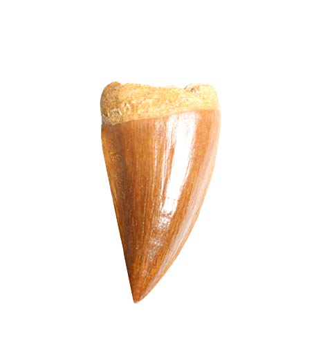 Real Mosasaurus Tooth Fossil - Authentic Dinosaur Tooth Specimen - Dey Designs Certificate of Authenticity