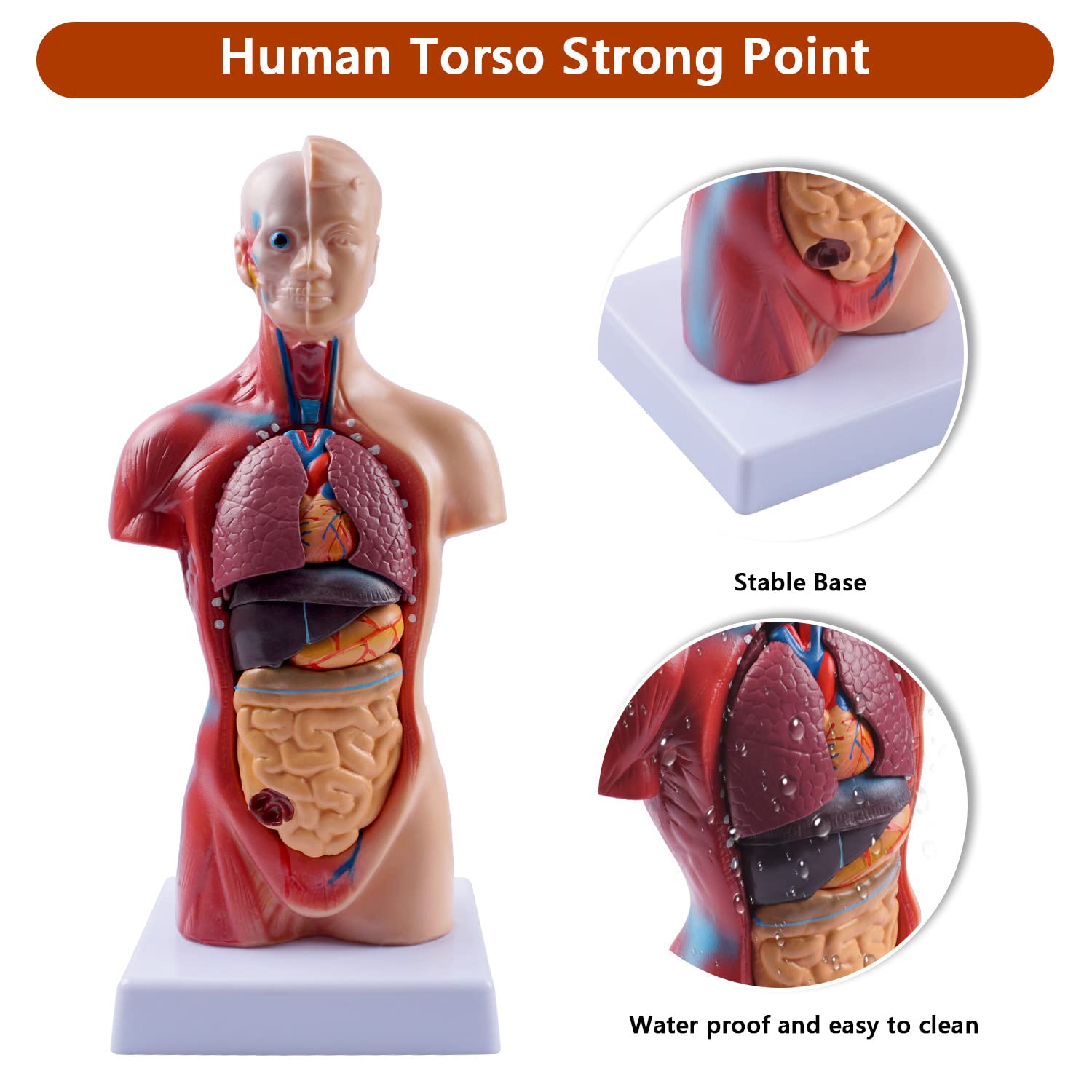 breesky 10.5inch Medical Torso Human Body Model Anatomy Doll 15 Removable Parts Education Organs Model for Teaching Study Class Students (Red)
