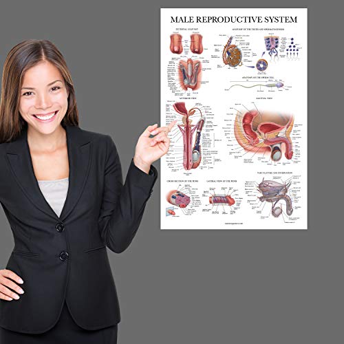 Palace Learning Laminated Male Reproductive System Anatomical Chart - Male Anatomy Poster - 18" x 24"