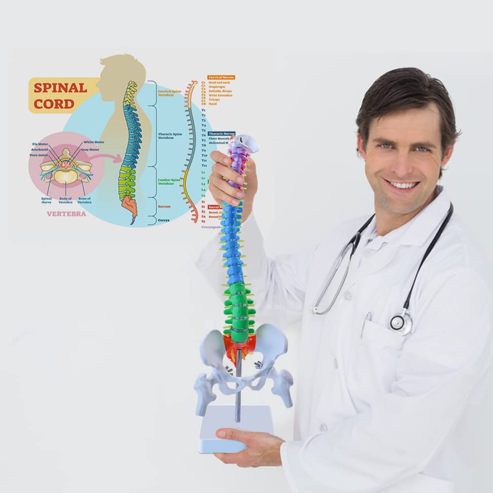 Aliwovo Anatomy Model Spine Cord Skeleton Model with Colorful Manual