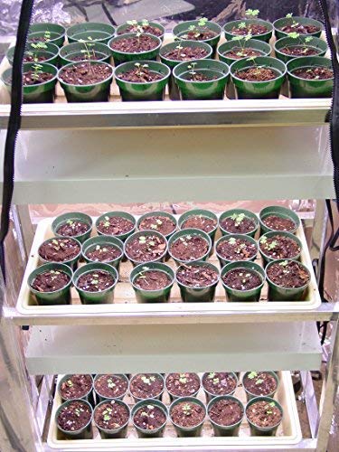 TickleMe Plant Classroom or Homeschool Science Fun Planting Party kit - for 30 Students - Grow The House Plant That Closes Its Leaves When You Tickle It. Includes Activity Book