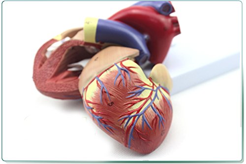 Genuine 1: 1 human heart model B-color ultrasound medical cardiology cardiac anatomy teaching model