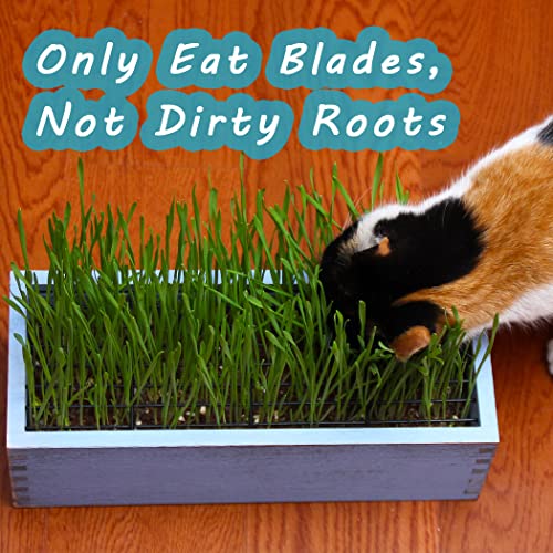 BENPIN Wooden Cat Grass Planter (no Seeds Included) with Potting Soil Disks, Anti Digging Grid and Removable Plastic Liner, Wheat Grass Growing Pot, Cat Grass Kit for Indoor Cats Pets (Amber Blue)