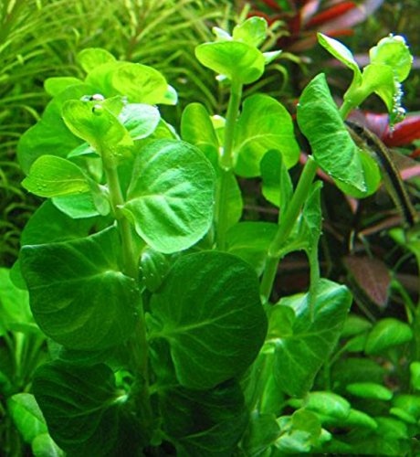 Greenpro Golden Creeping Jenny Lysimachia Nummularia Aurea Potted Live Aquarium Plants for Freshwater Fish Tank