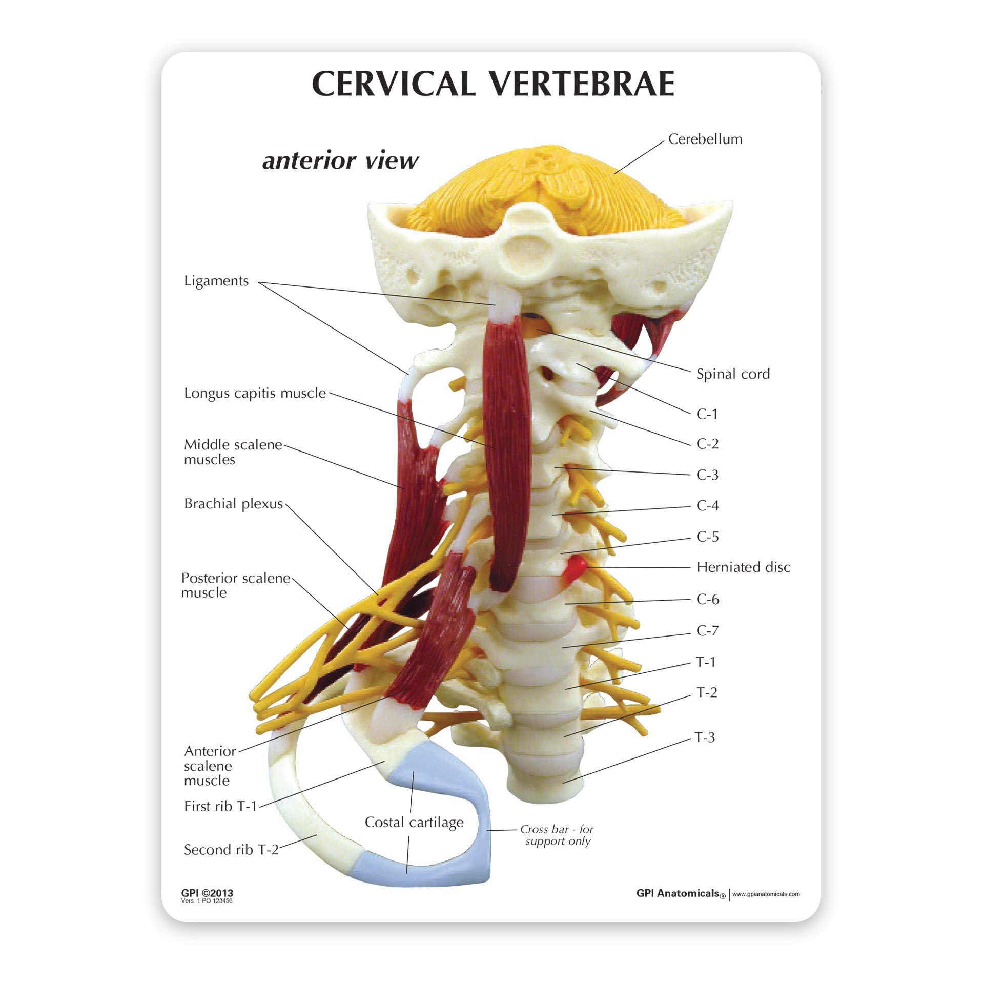 GPI Anatomicals - Deluxe Muscled Cervical Vertebrae Model, Spine Model Replica for Human Anatomy and Physiology Education, Anatomy Model for Doctor's Office and Classrooms, Medical Learning Resources
