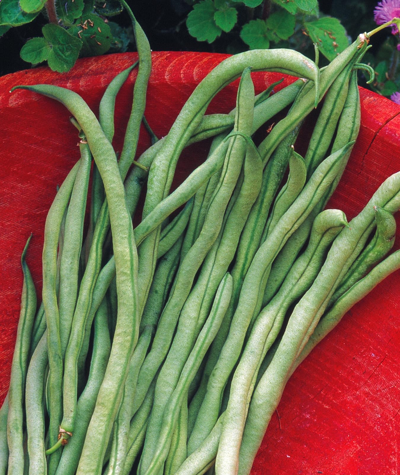 Burpee Fortex Pole Bean Seeds 2 ounces of seed