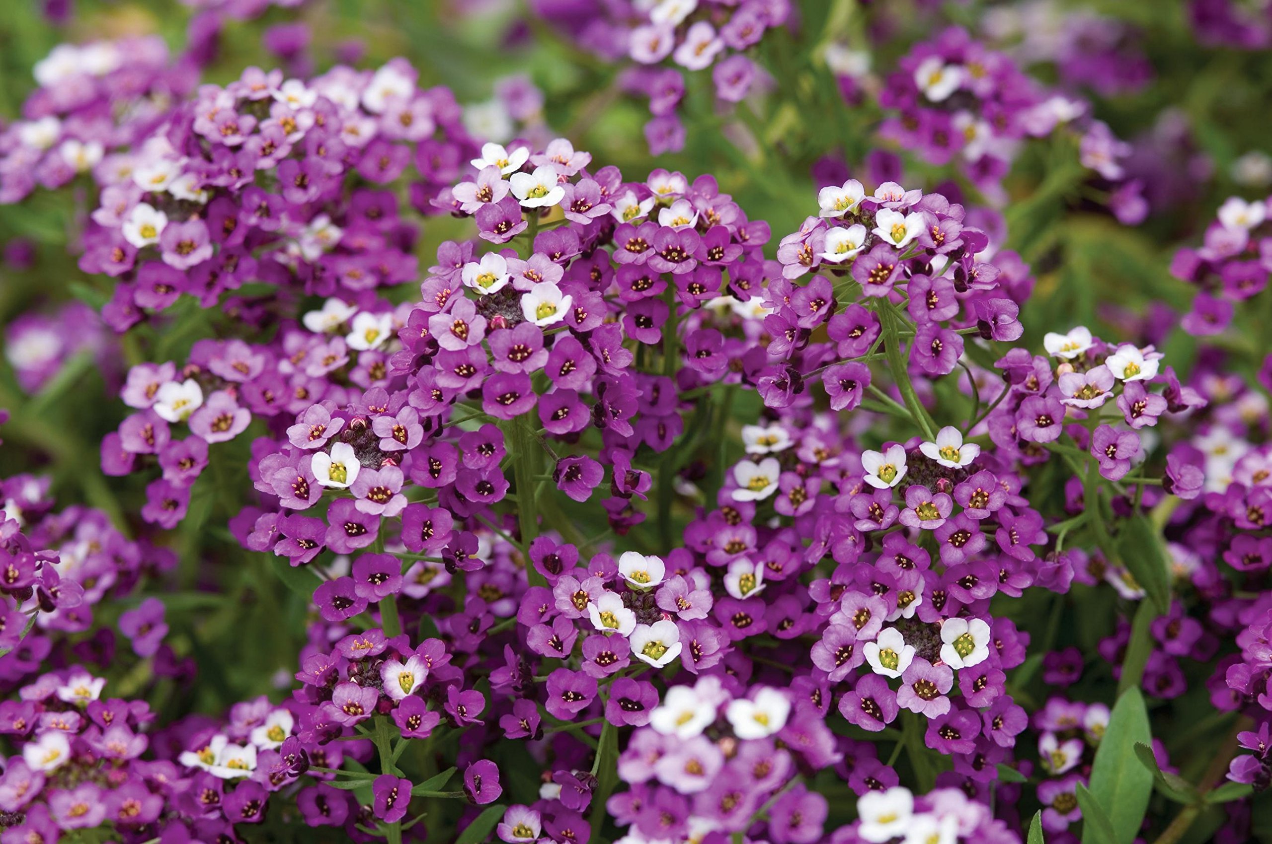 Burpee Royal Carpet Alyssum Seeds 2500 seeds