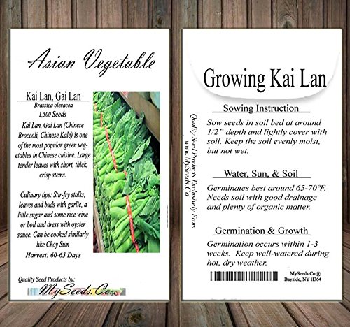 Big Pack - (1,500) Chinese Broccoli, Kailan GAI LAN Seeds - Used in Cantonese Cuisine - Non-GMO Seeds by MySeeds.Co (Big Pack - Kai LAN)