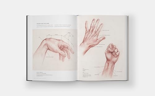 Basic Human Anatomy: An Essential Visual Guide for Artists