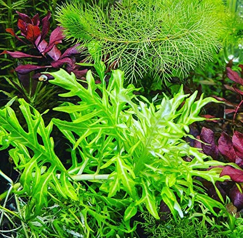 Hygrophila Difformis Water Wisteria Potted Freshwater Live Aquarium Plant Fish Tank by Greenpro