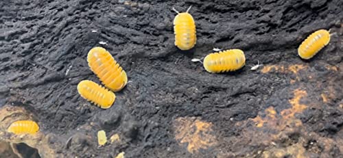 Bugzy Bugs Blonde Rubber Ducky 6 Count Cubaris Isopods Roly Poly Cleanup Crew Feeders for Terrarium Reptile Insect Pet Food