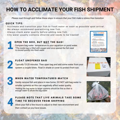 Toledo Goldfish Live Comet Common Feeder Goldfish for Ponds, Aquariums or Tanks β USA Born and Raised β Live Arrival Guarantee β 0.75 to 1.5 inches, 10 Fish