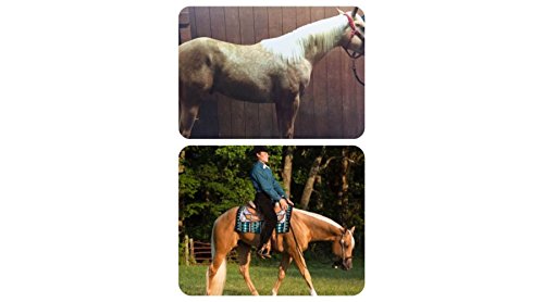 Gold As Sun Horse Coat Enhancing Supplement for Palominos and Buckskins 7 Pound