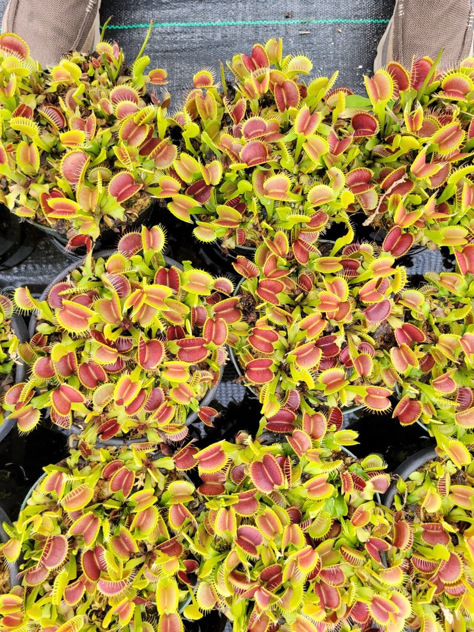 B52 Giant Venus Flytrap - Fly Trap - (Dionaea Muscipula) Carnivorous Plant 3.75 inch Pot