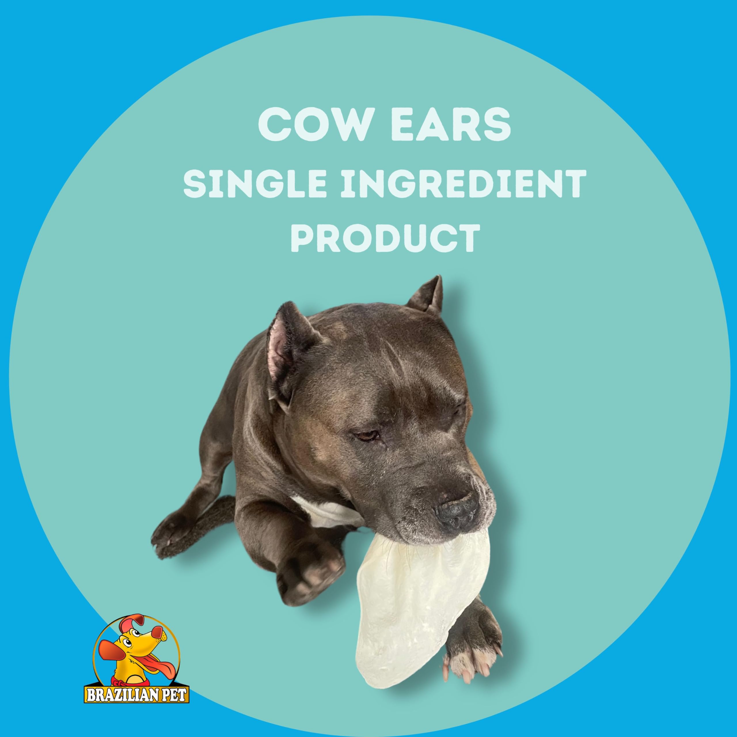 Brazilian Pet 100% Natural - Over 5 inches- Real Cow Ears Prime Dog Chews, Free Range Grass Fed Cattle (100 Count)
