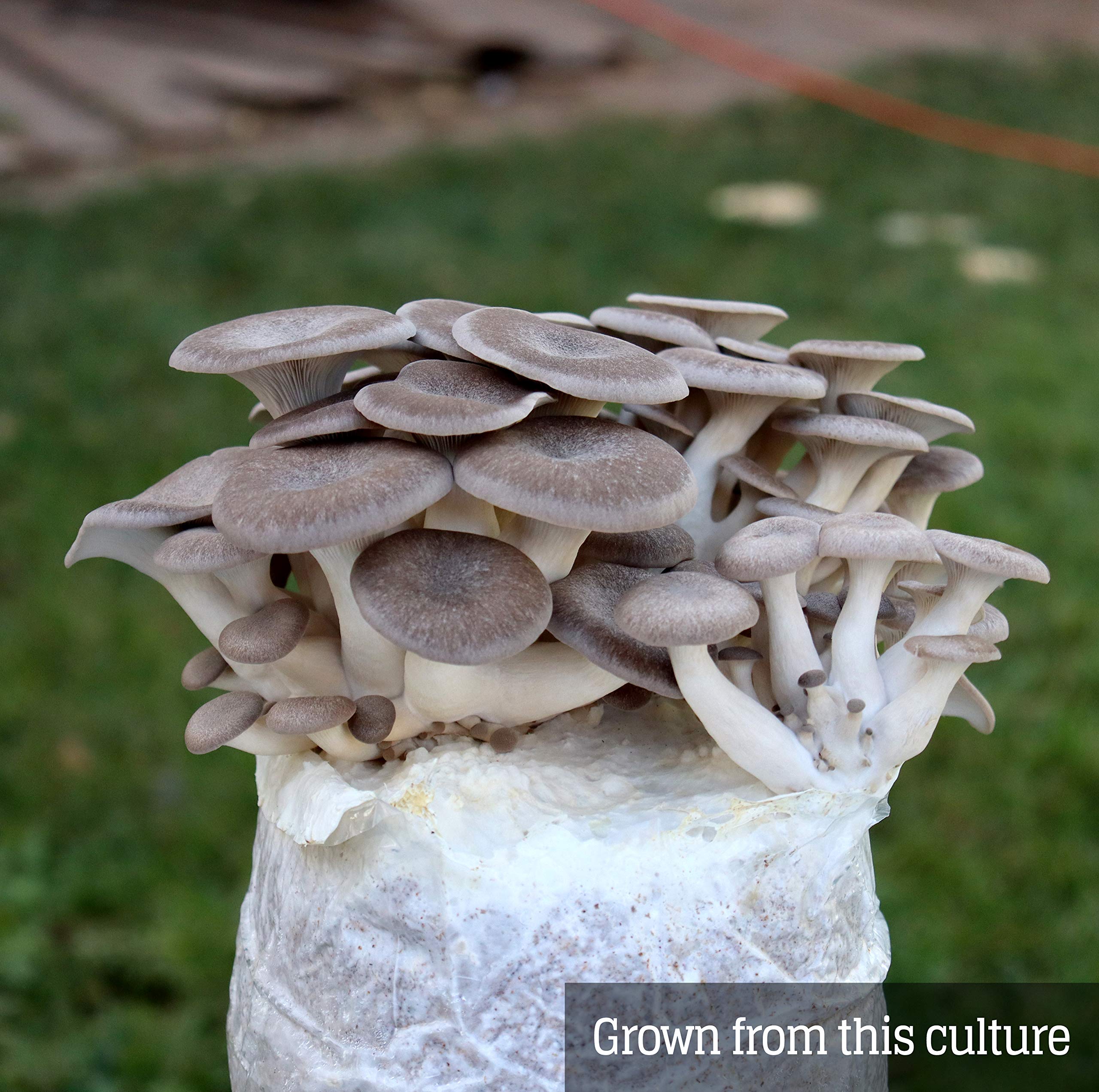 Mushroom Liquid Culture - Black Pearl King (Pleurotus eryngii/ostreatus)
