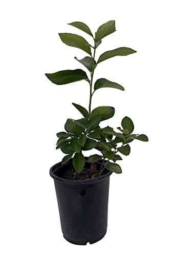 Bearss Lemon Tree - Fruiting Size - 6" Pot - No Ship TX, FL, AZ, CA, LA, HI