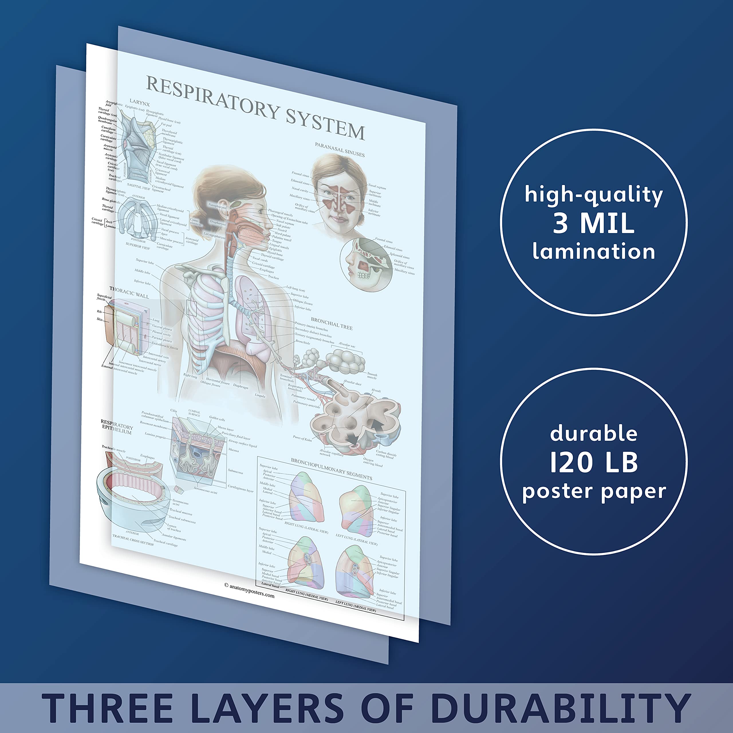 Palace Learning Digestive System & Respiratory System Anatomy Posters - Laminated 2 Chart Set - 18" x 24" (Digestive/Respiratory)