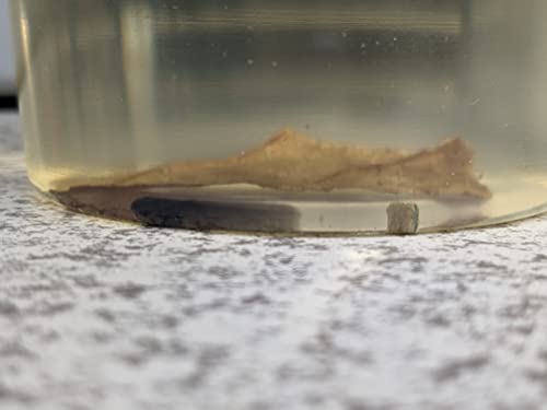Josh's Frogs Dart Frog Tadpole Food (2 oz)
