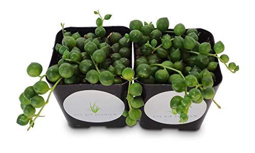 String of Pearls Succulents Senecio Rowleyanus (2 Pack in 2" Pots âŚ)