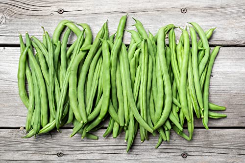 Blue Lake Pole Bean Seeds for Planting, 50+ Heirloom Green Bean Seeds Per Packet, (Isla's Garden Seeds), Non GMO Seeds, Botanical Name: Phaseolus vulgaris