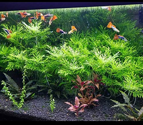 Hygrophila Difformis Water Wisteria Potted Freshwater Live Aquarium Plant Fish Tank by Greenpro