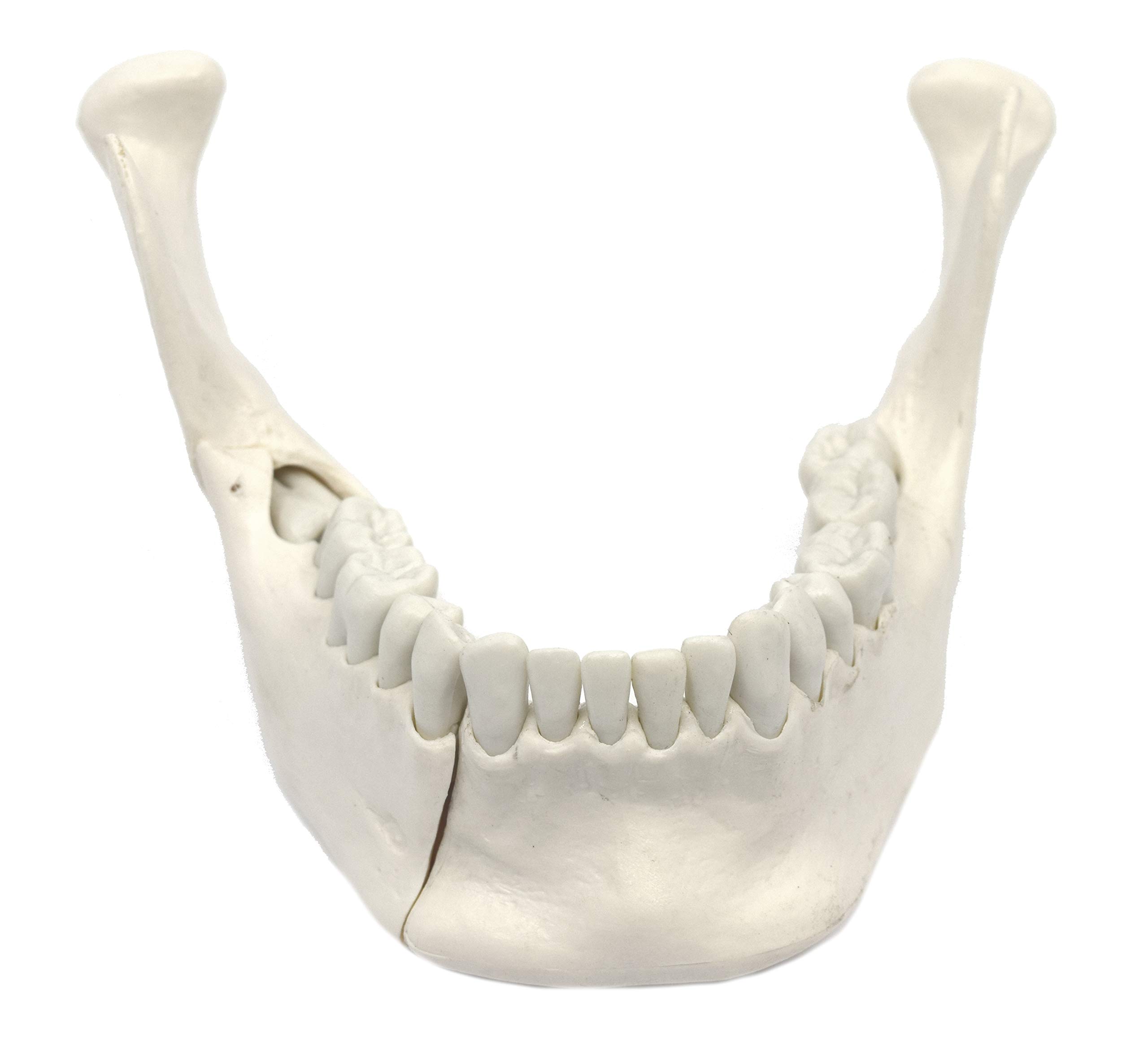 Lower Jaw Model, 16 Extractable Teeth - Anatomically Accurate Human Bone Replica - Natural Size, Natural Color - Eisco Labs